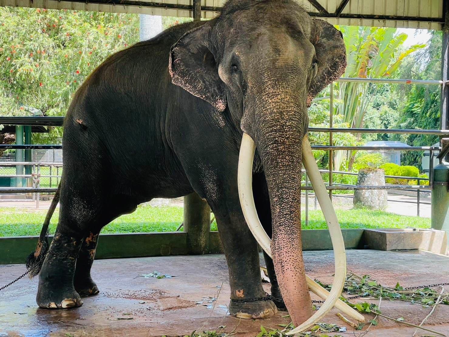 ผลตรวจสุขภาพ พลายศักดิ์สุรินทร์” หลังจากกลับมารักษาที่ไทย